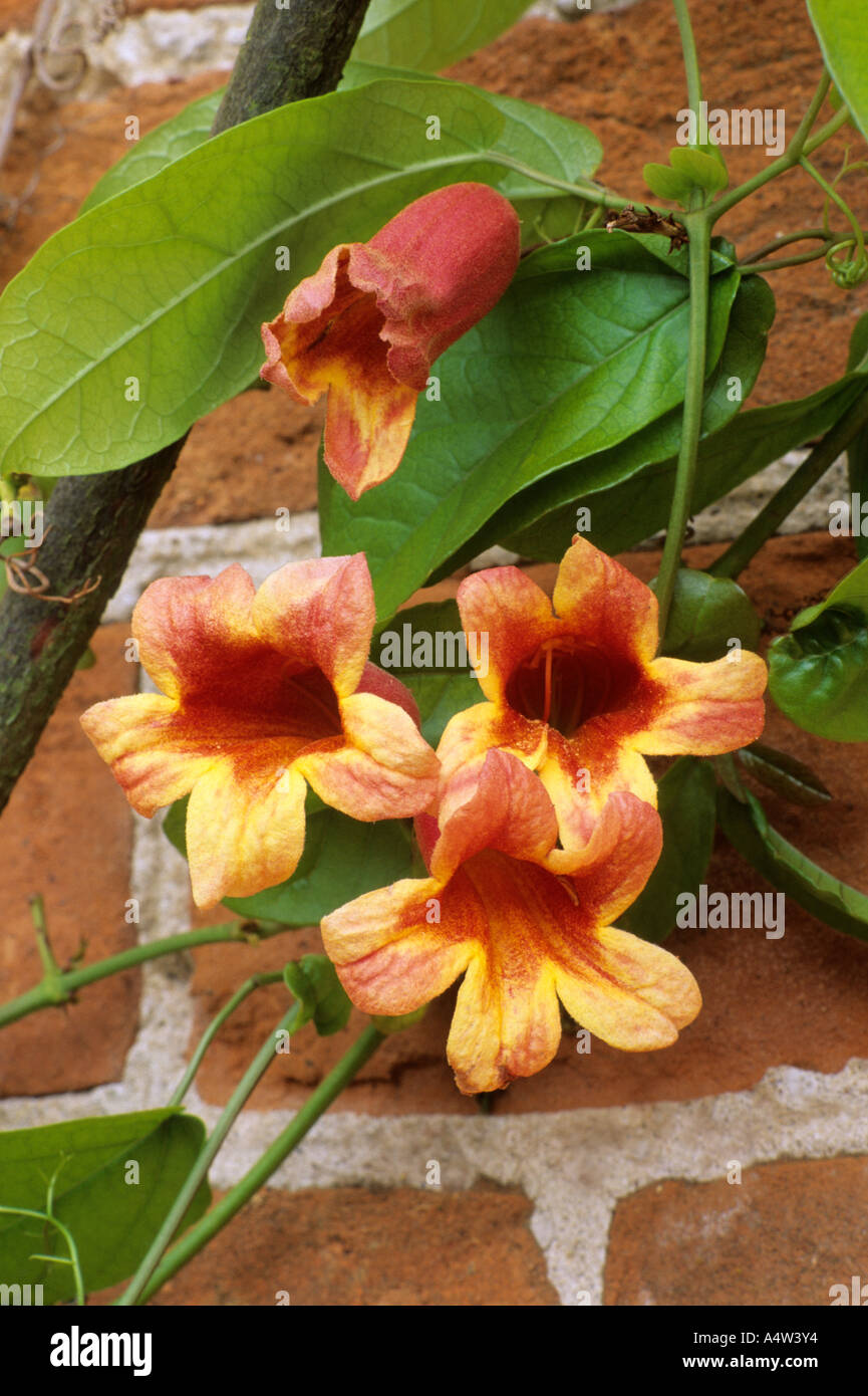 Climbing bignonia hi-res stock photography and images - Alamy