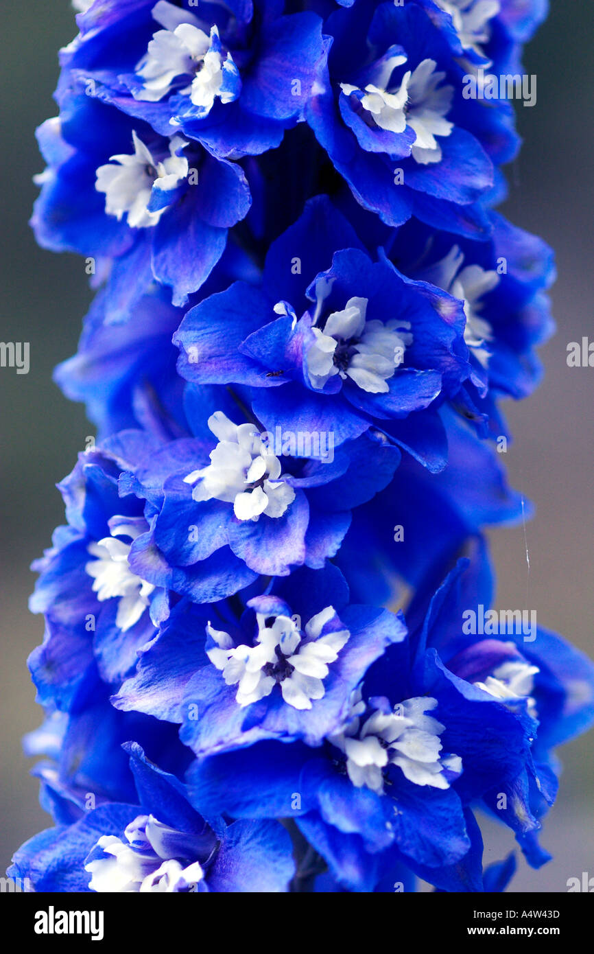 Tall blue flower hi-res stock photography and images - Alamy