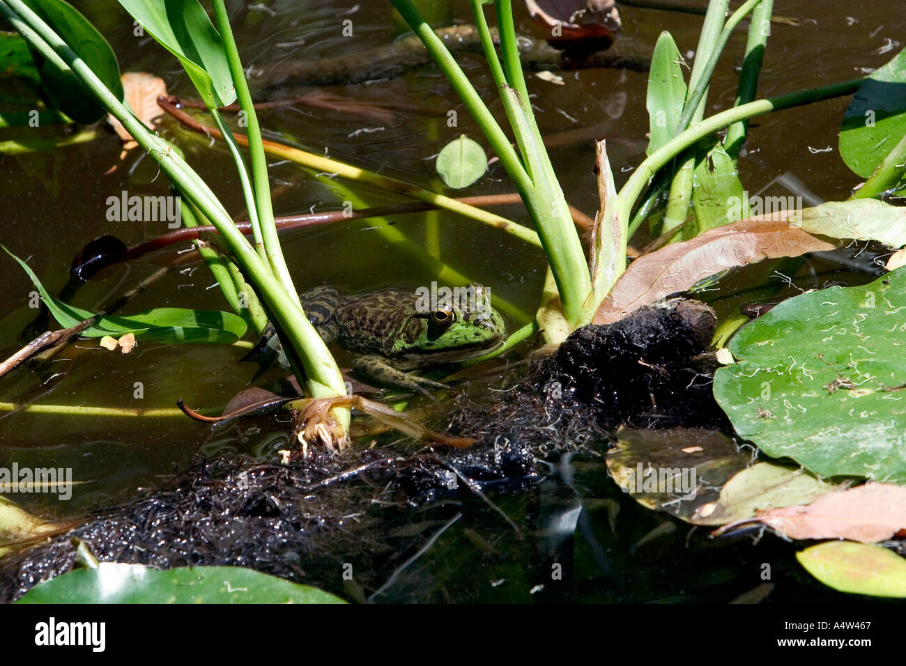 Bullfrog In Pond Stock Photo - Alamy