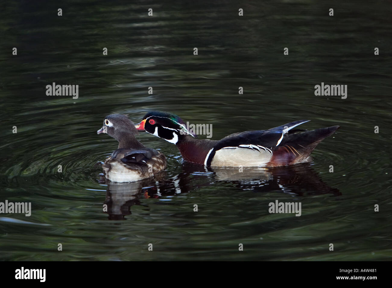 Wood Duck Breeding Pair Stock Photo - Alamy