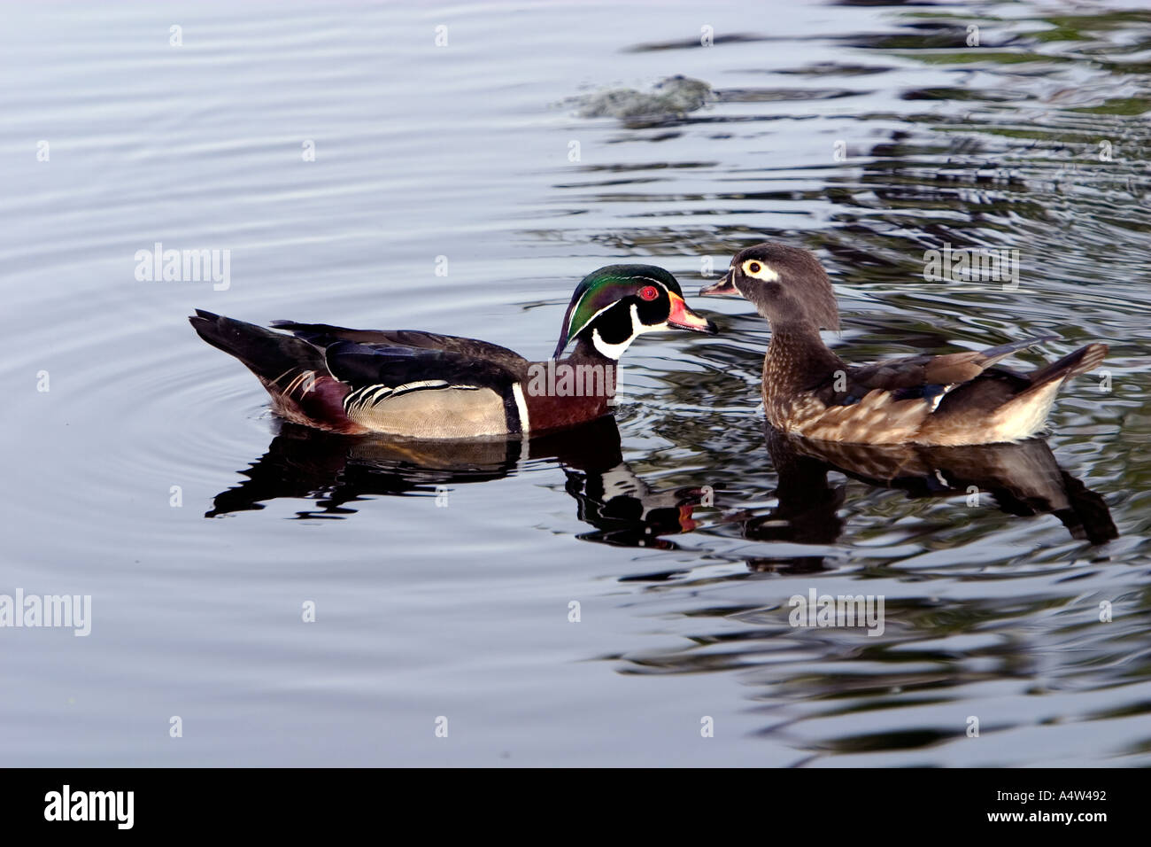 Wood Duck Breeding Pair Stock Photo - Alamy