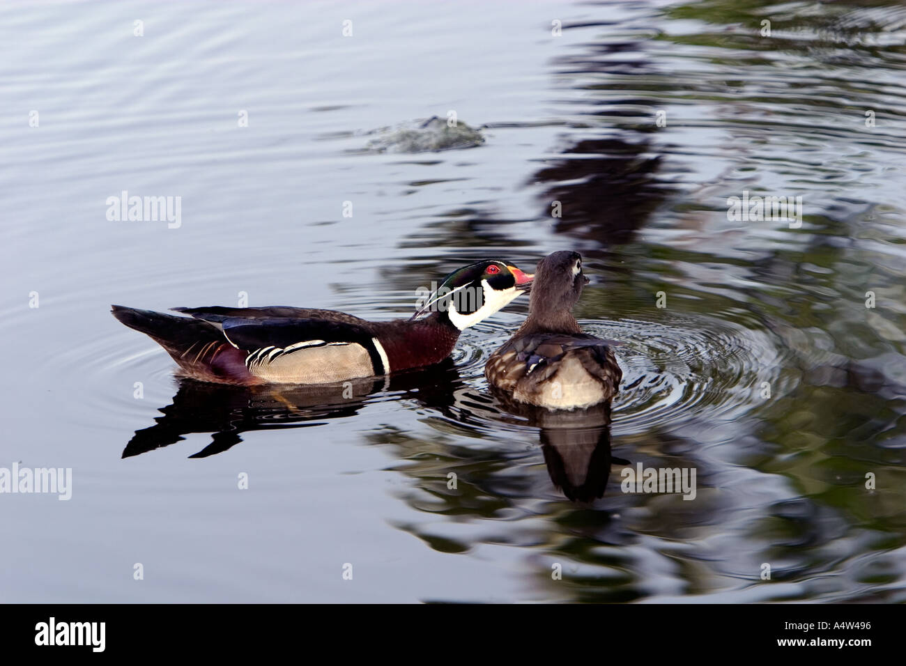 Wood Duck Breeding Pair Stock Photo - Alamy