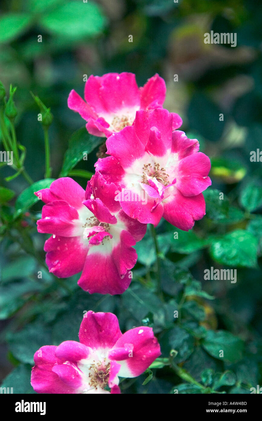 Bi colored rose hi-res stock photography and images - Alamy