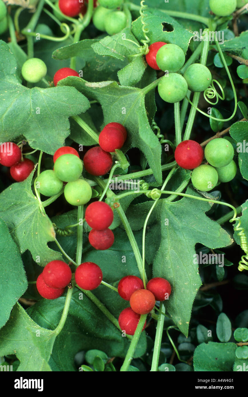 Bryonia dioica, White Bryony, poisonous berries Stock Photo - Alamy