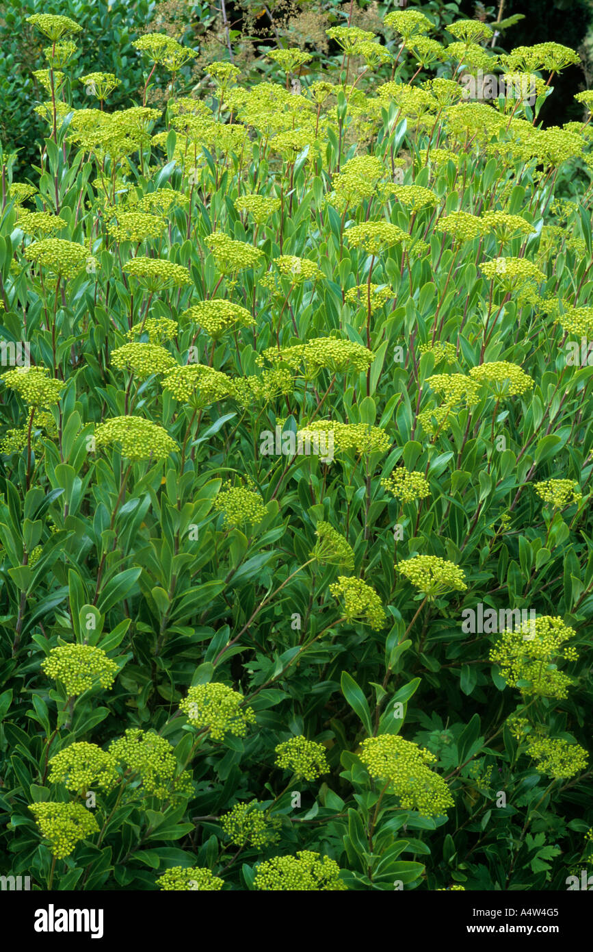 Bupleurum fruticosum hi-res stock photography and images - Alamy