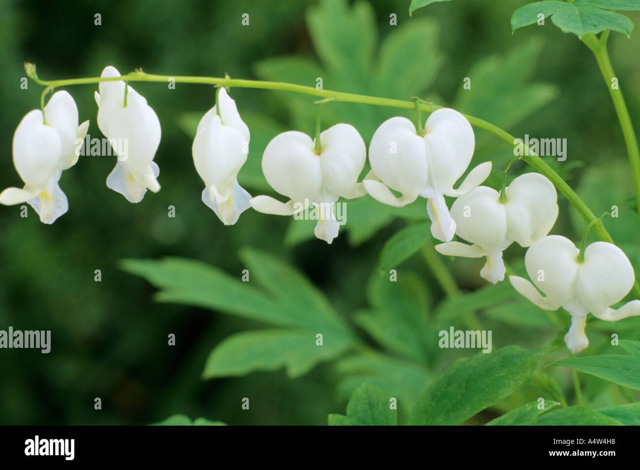 Dicentra spectabilis 'Alba' Stock Photo - Alamy
