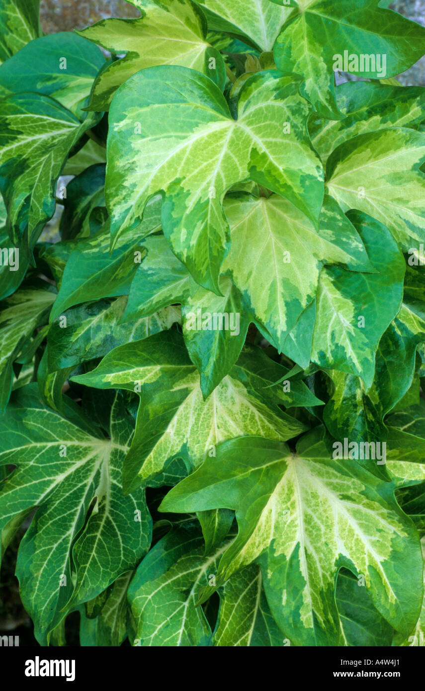 Fatshedera lizei 'Annemieke', variegated ivy ivies Stock Photo - Alamy
