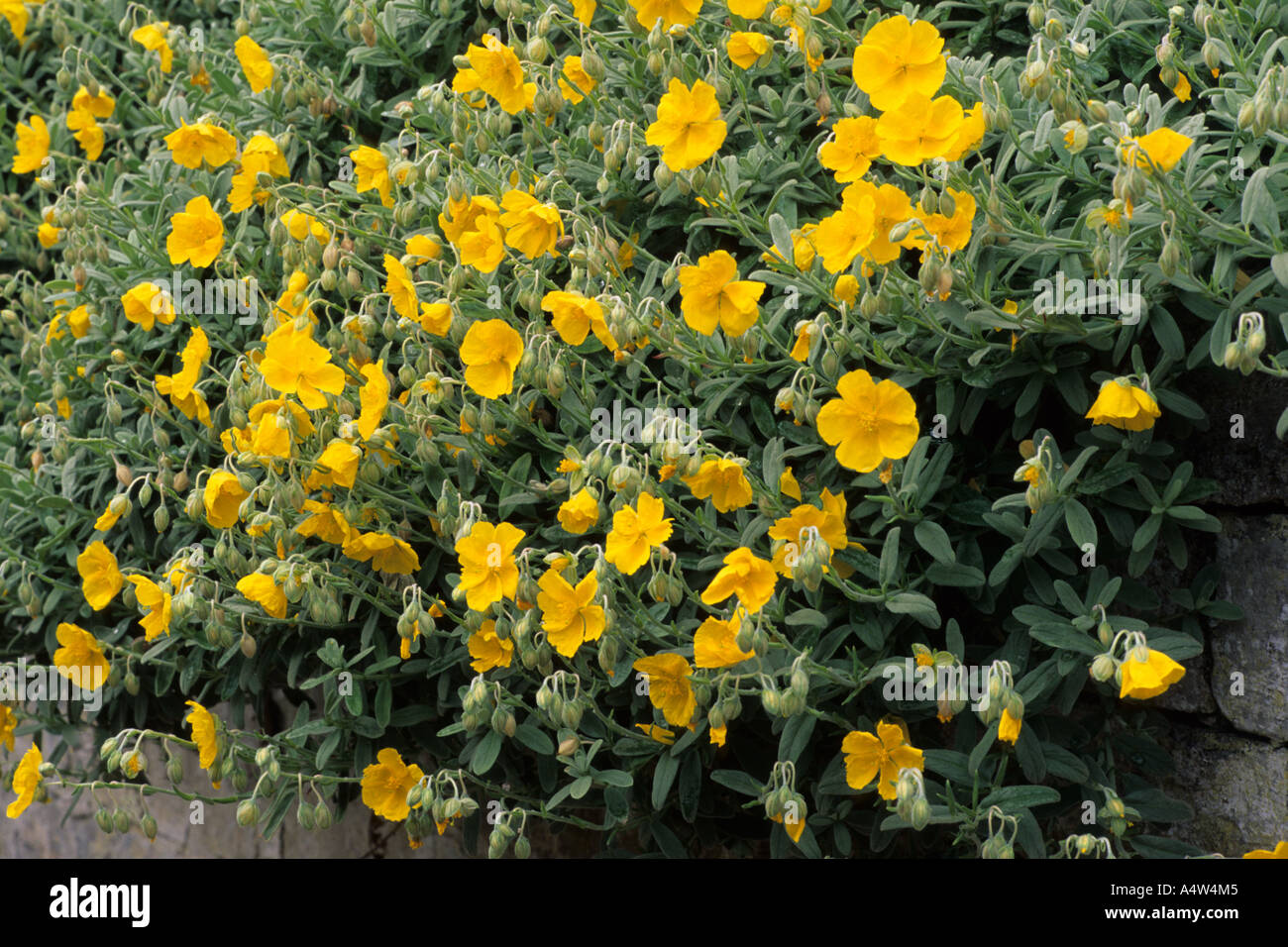 Helianthemum 'Praecox' overhanging wall Stock Photo - Alamy