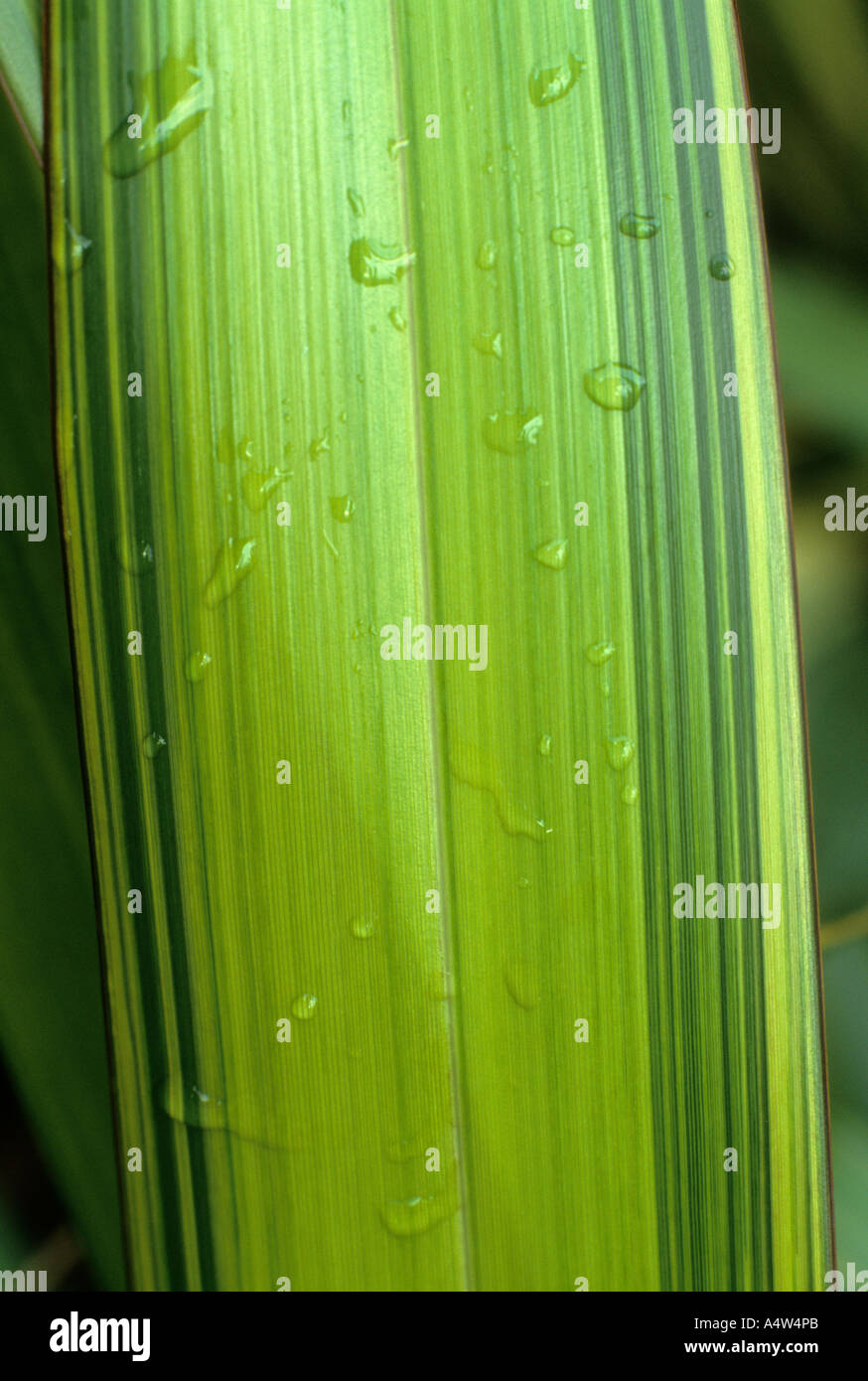 Phormium 'Yellow Wave' Stock Photo - Alamy