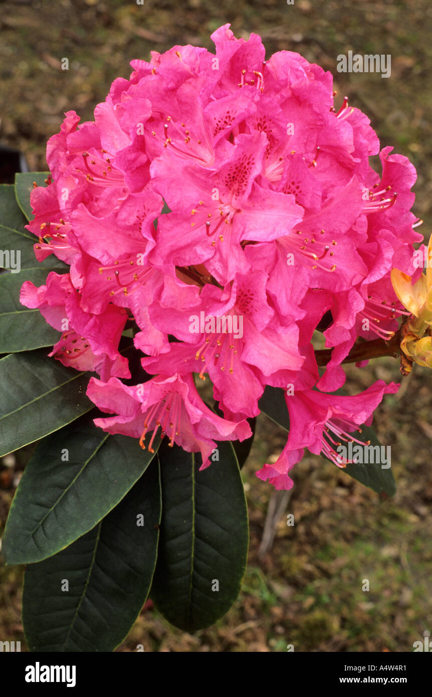 Rhododendron 'cynthia' hi-res stock photography and images - Alamy
