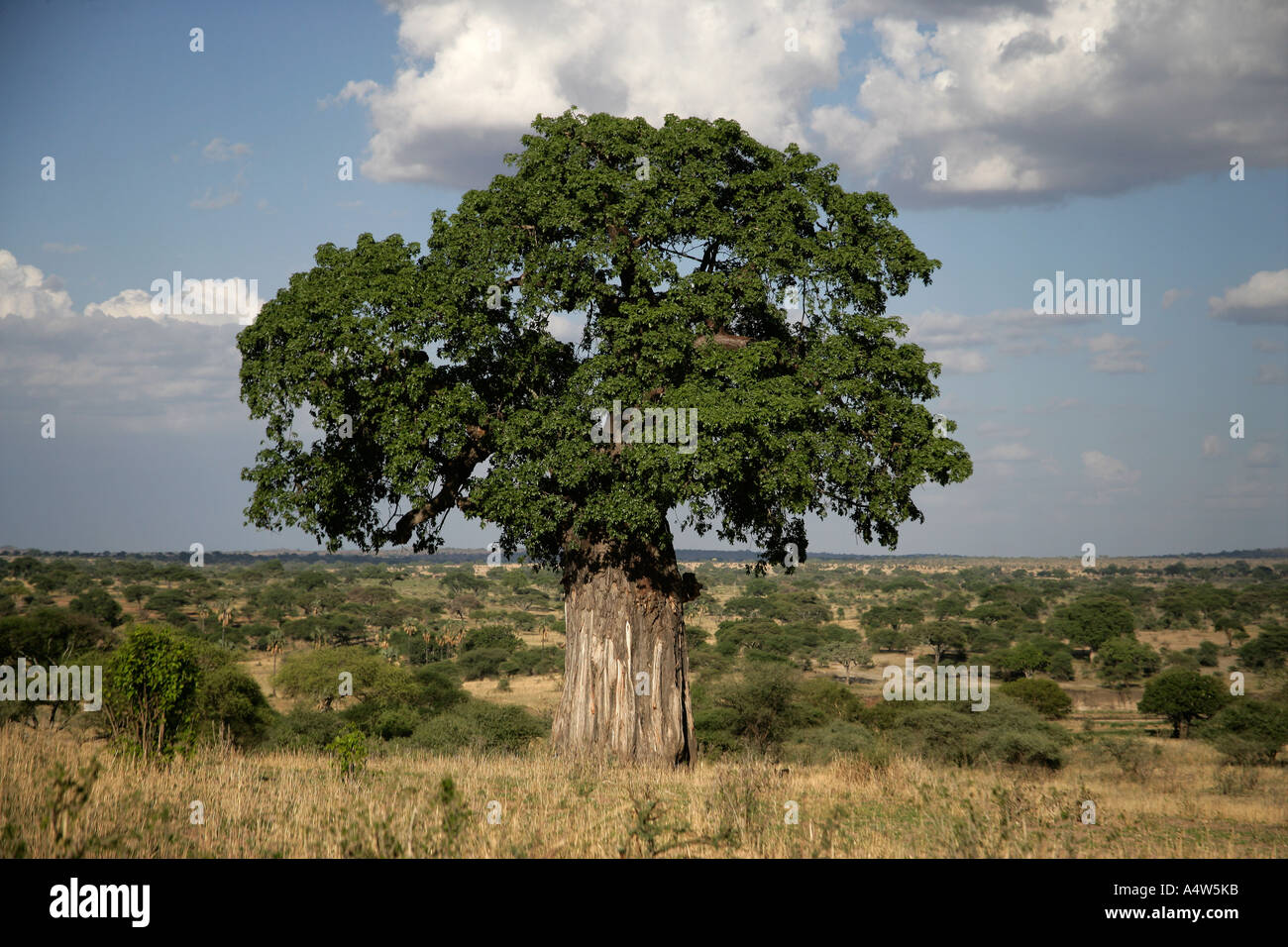 BAOBAB TREE Adansonia digitata Tanzania Stock Photo - Alamy