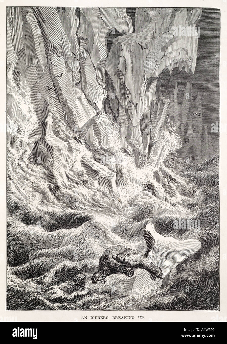 Polar arctic Antarctic bear ice freeze frozen smash crumble decay ...