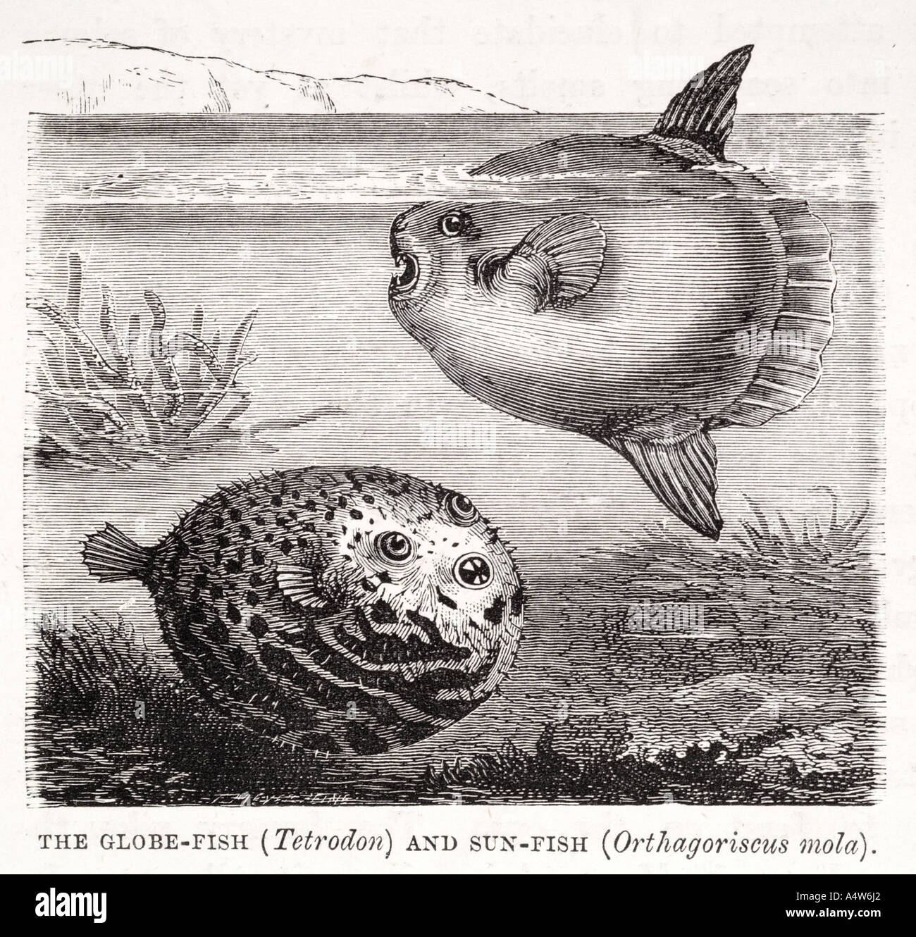 globe fish sun sea water inflate spiny aquatic wildlife swim zoology ...