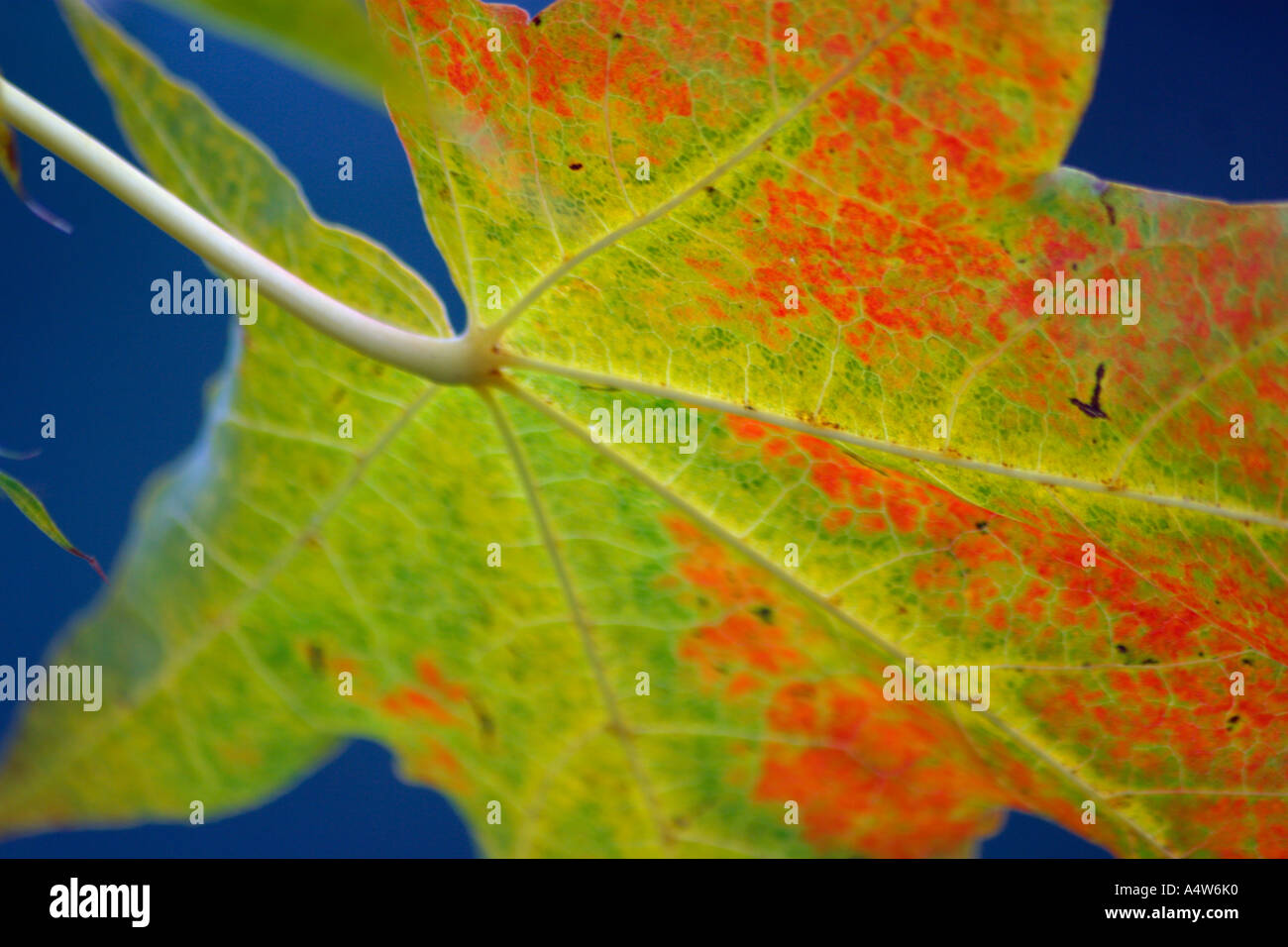 Back lit Maple leaf Marks Hall Essex Stock Photo - Alamy