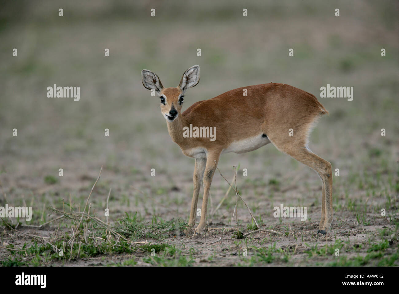 Steinbuck hi-res stock photography and images - Alamy