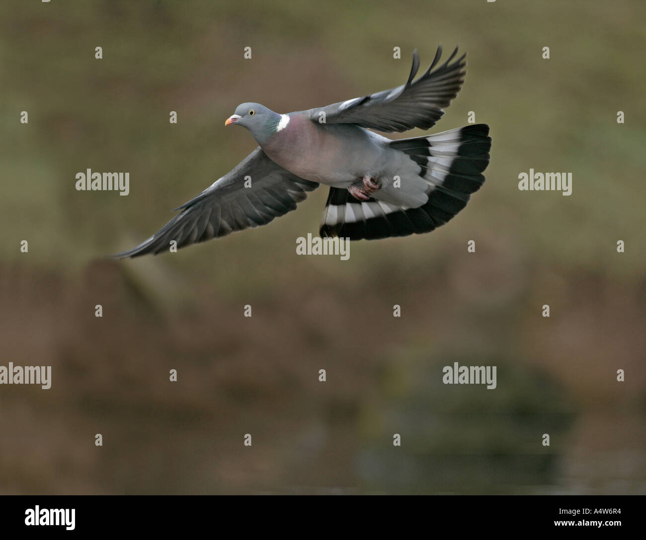 WOOD PIGEON Columba palumbus UK Stock Photo - Alamy