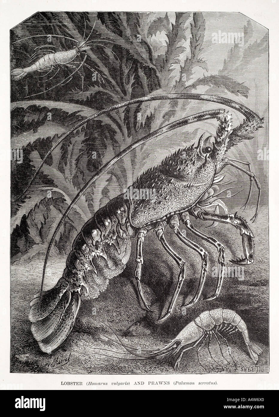 lobster and prawns aquatic creature animal crustacean shell fish edible ...