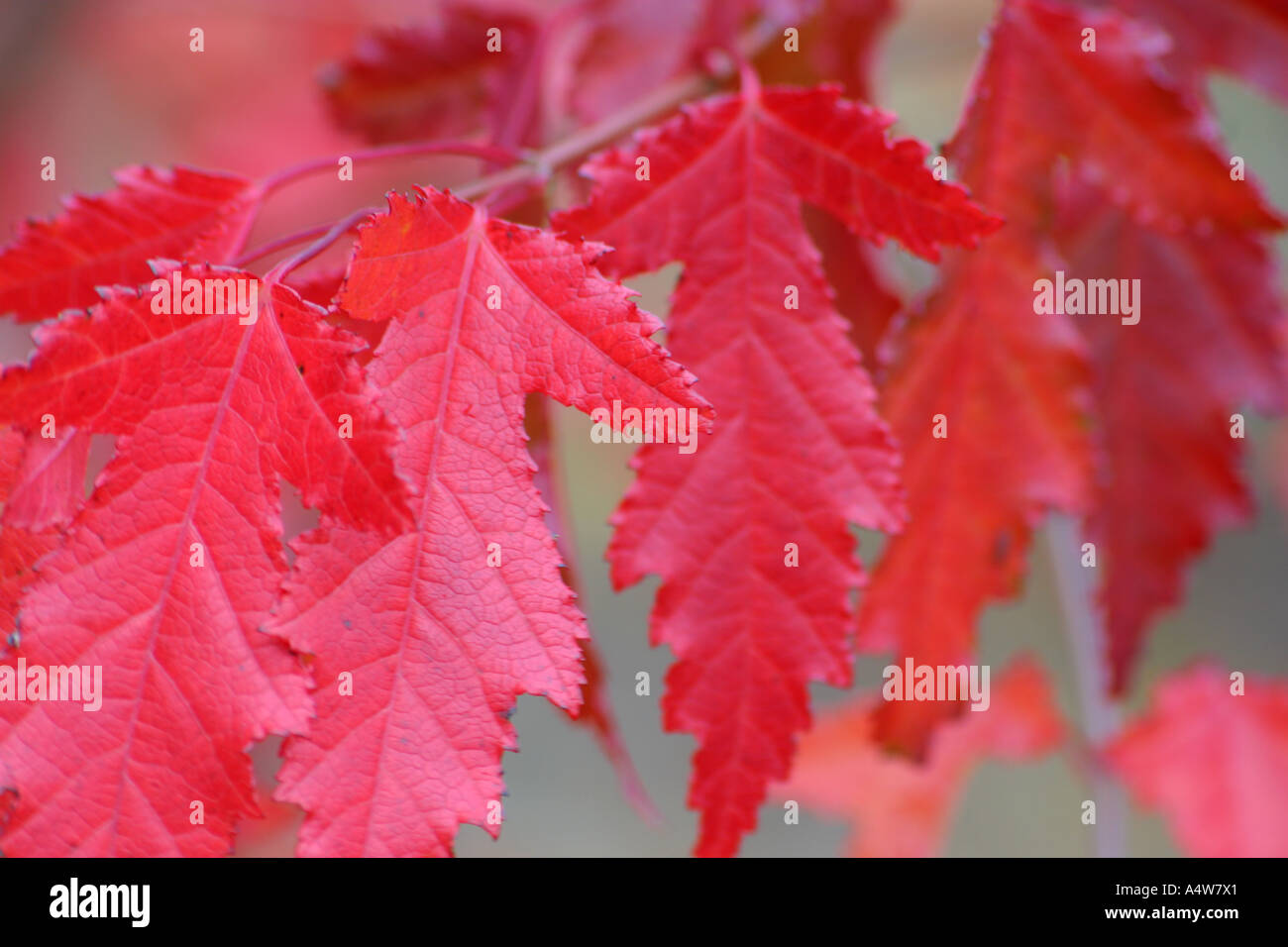 Marks hall arboretum hi-res stock photography and images - Alamy