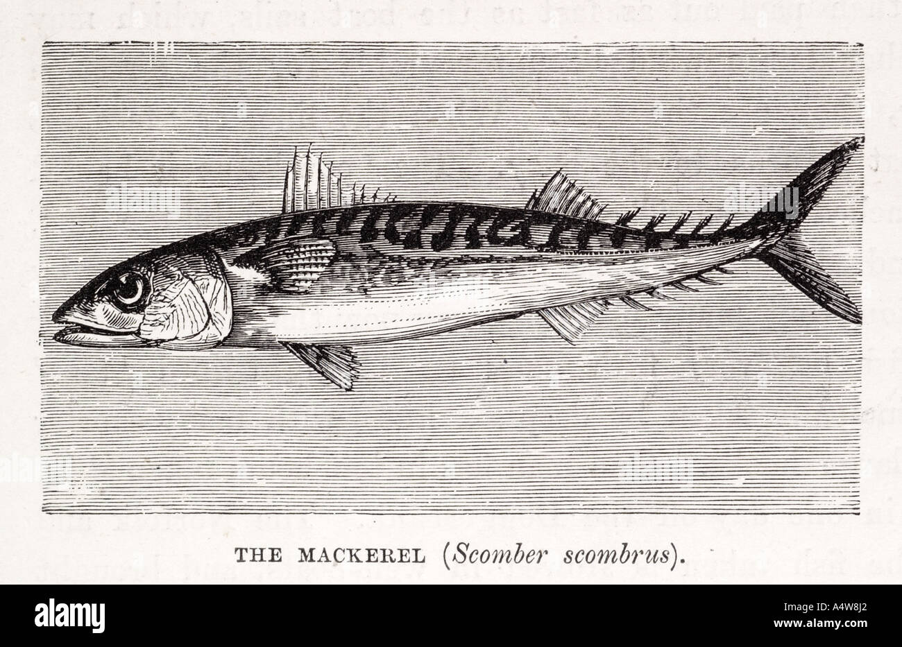 mackerel animal edible oil catch food shoal water saltwater seawater ...