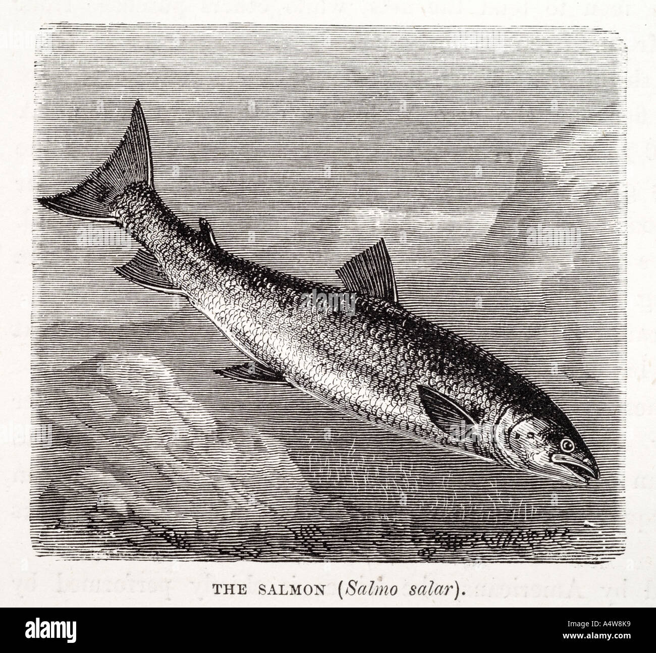 salmon Salmo salar fish swim salt fresh water migrate fin tail river ...