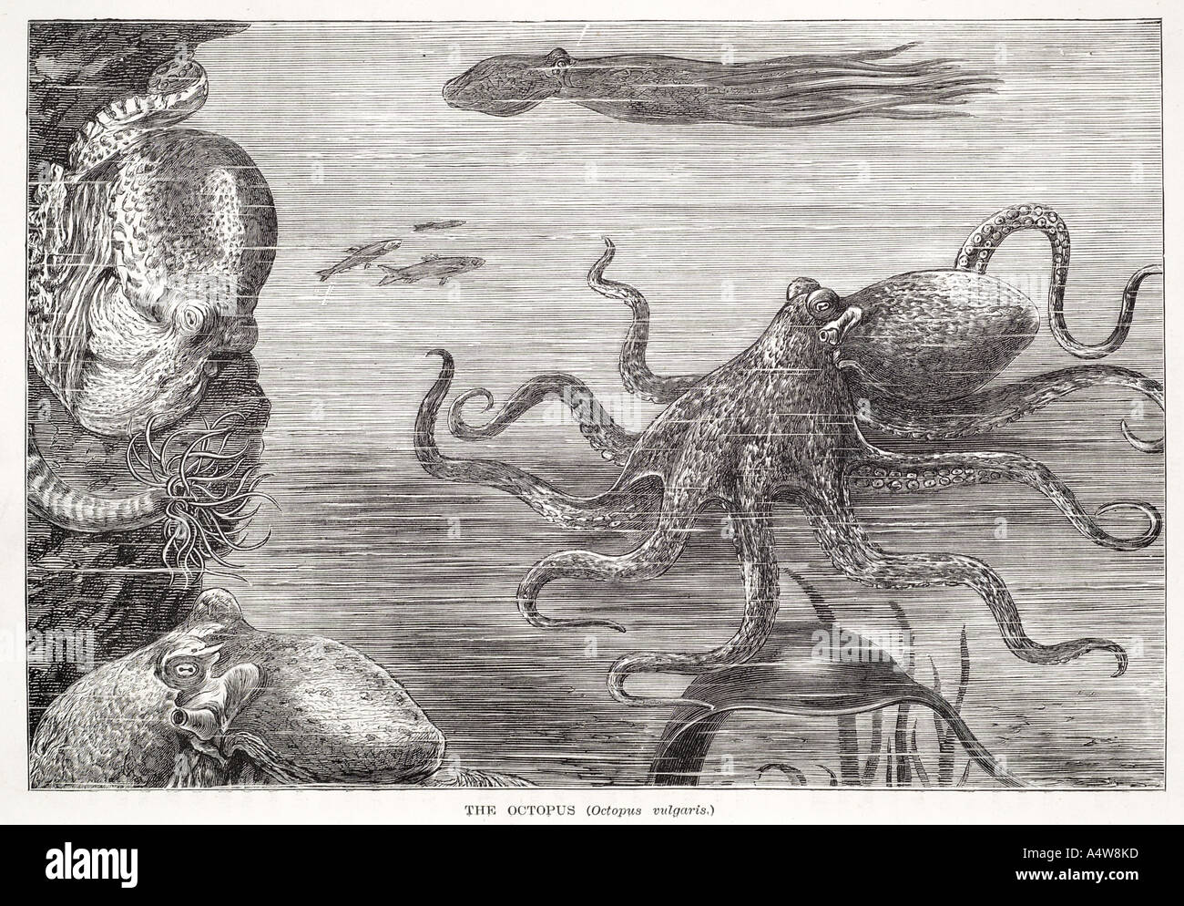 Octopus beak hi-res stock photography and images - Alamy