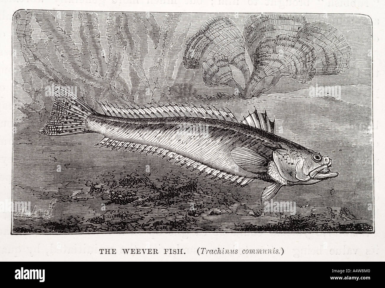 weever fish Weaver Trachinus draco vipera Echiichthys seabed animal ...