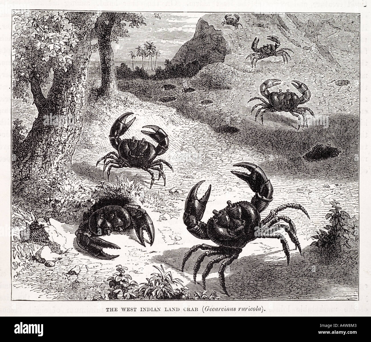 west indian land crab animal nautical marine maritime beach shore claw ...