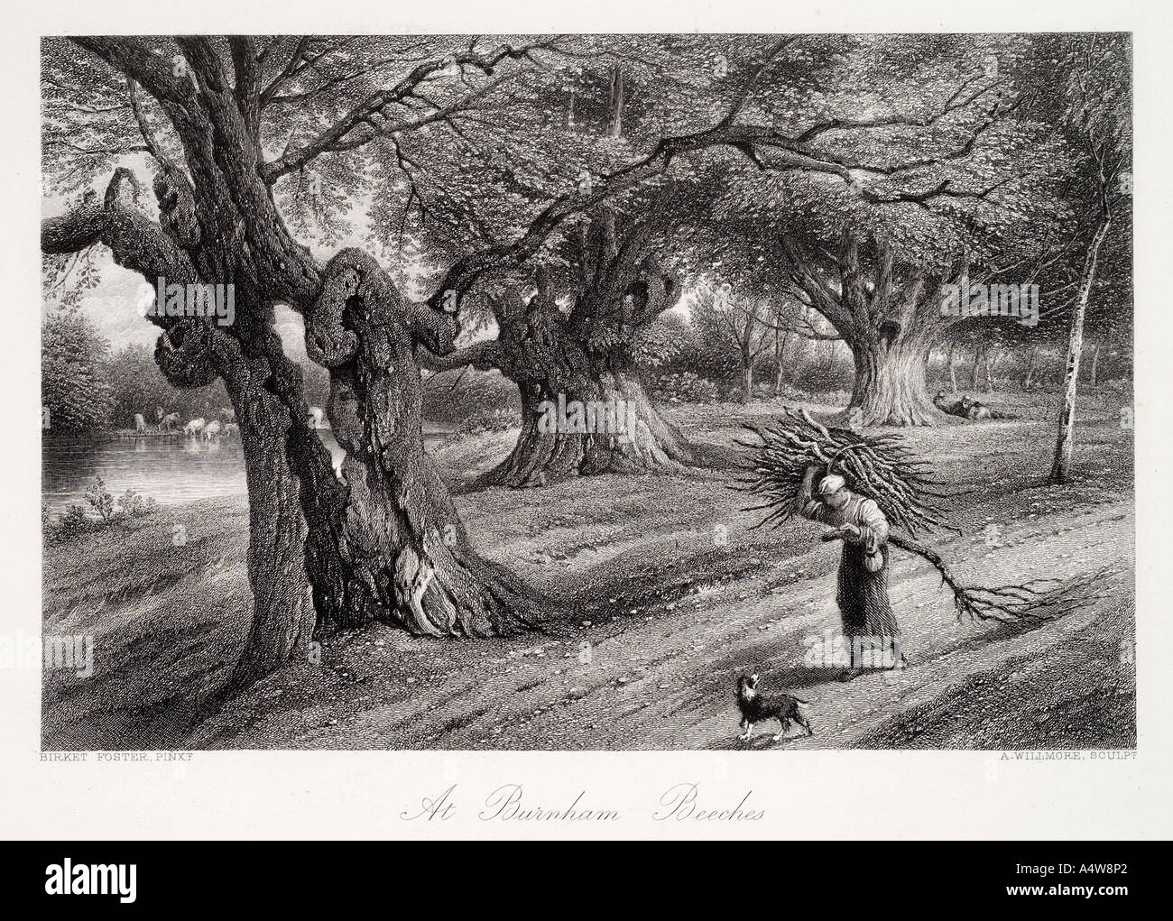 burnham beeches Buckinghamshire forester man collecting firewood forest ...