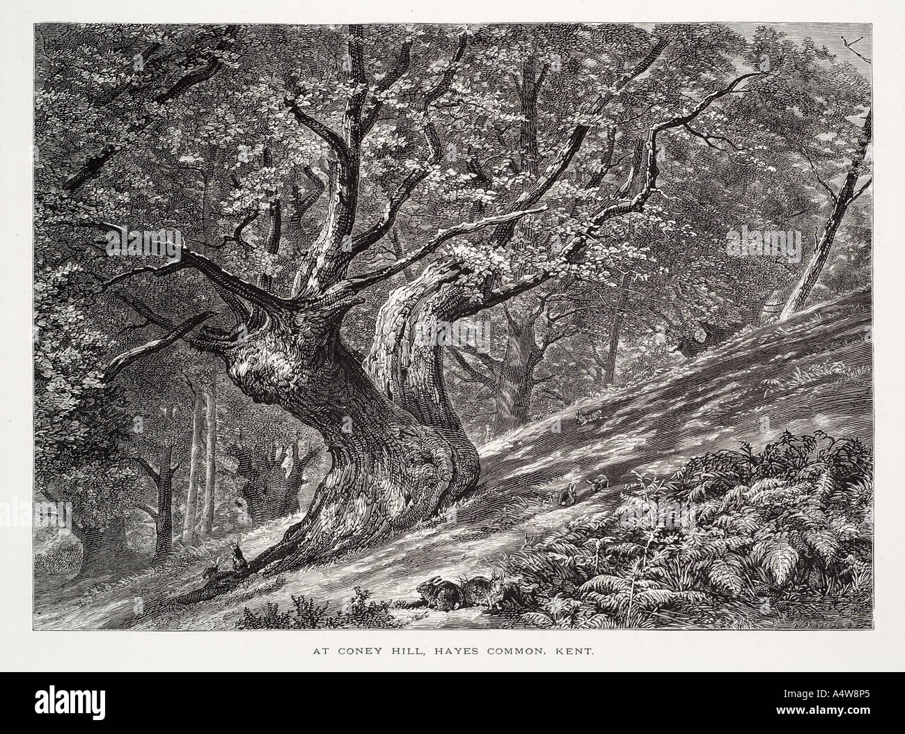 Coney hill Hayes common Kent wood woodland oak tree forest glade hill ...