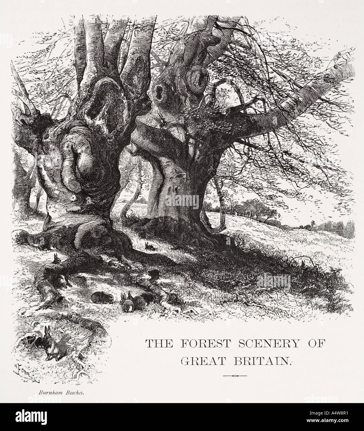 burnham beeches Buckinghamshire forest wood gnarled old ancient tree ...