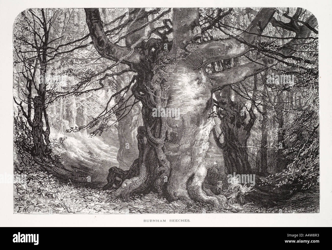 burnham beeches Buckinghamshire forest wood gnarled old ancient tree ...