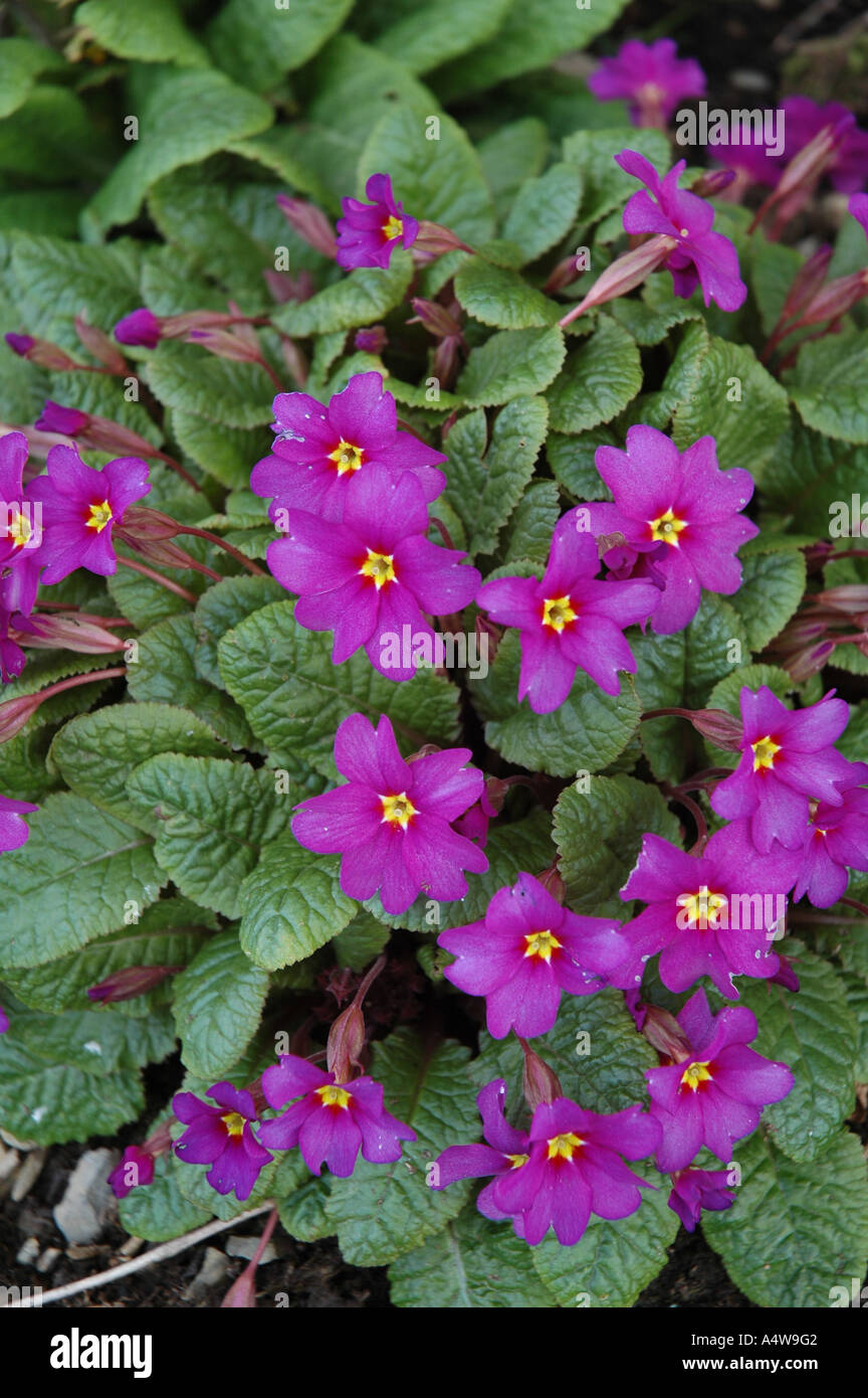 Purple primroses growing wild Stock Photo - Alamy
