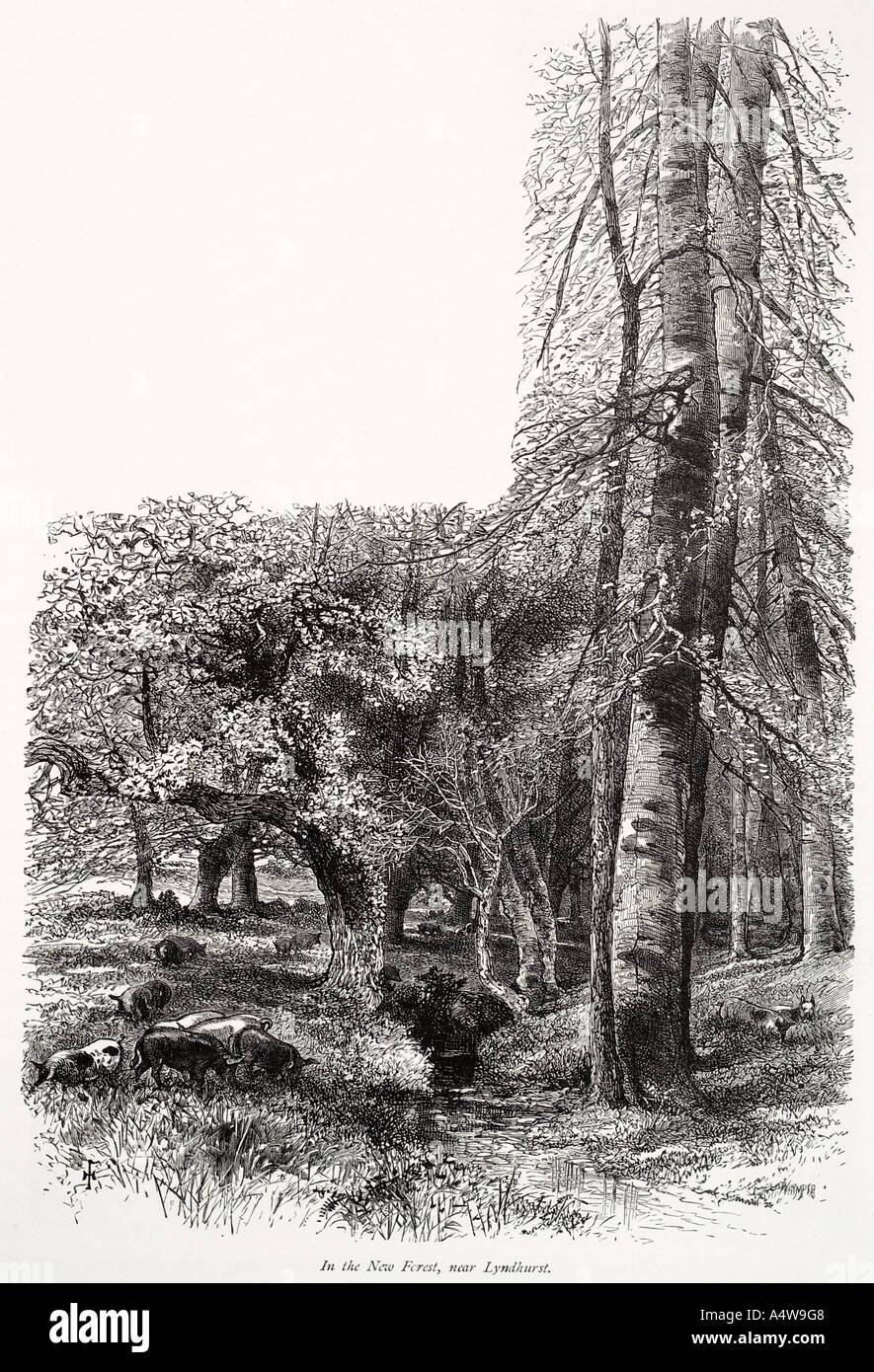 new forest Lyndhurst forage pig wood stream grass botany free wild tree ...