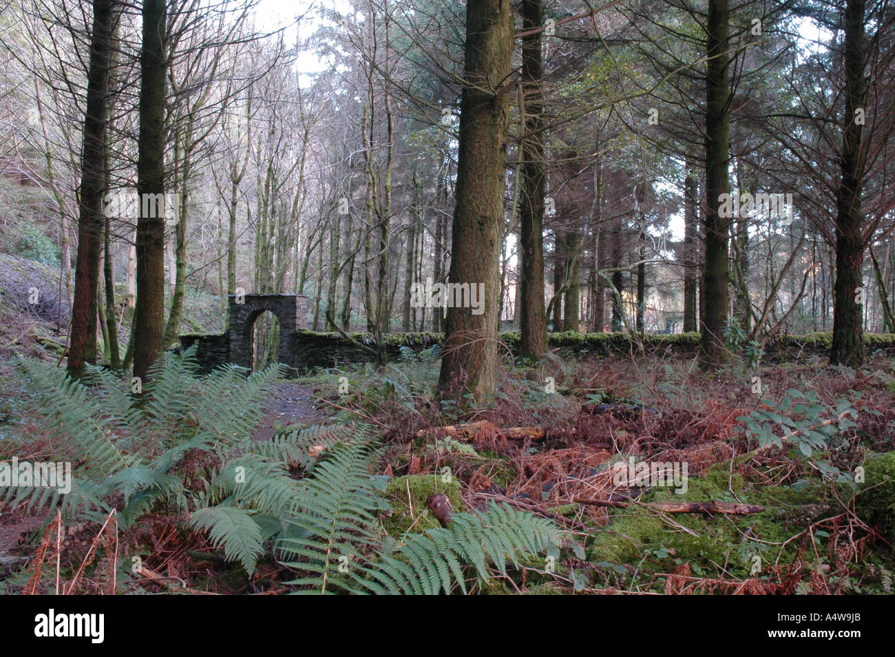 Hafod forest hi-res stock photography and images - Alamy