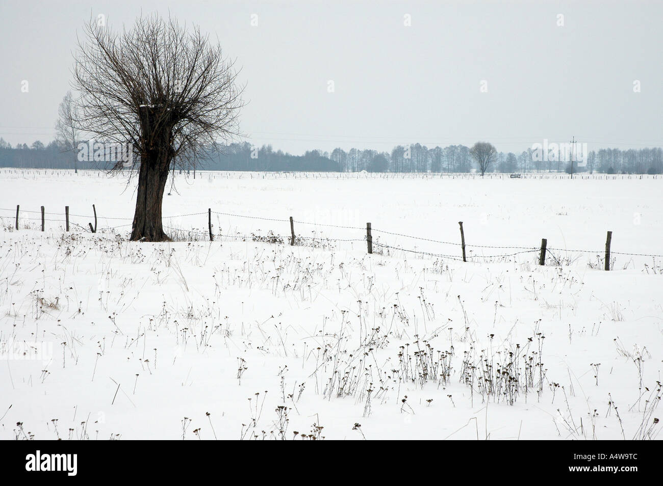 Willow habit hi-res stock photography and images - Alamy