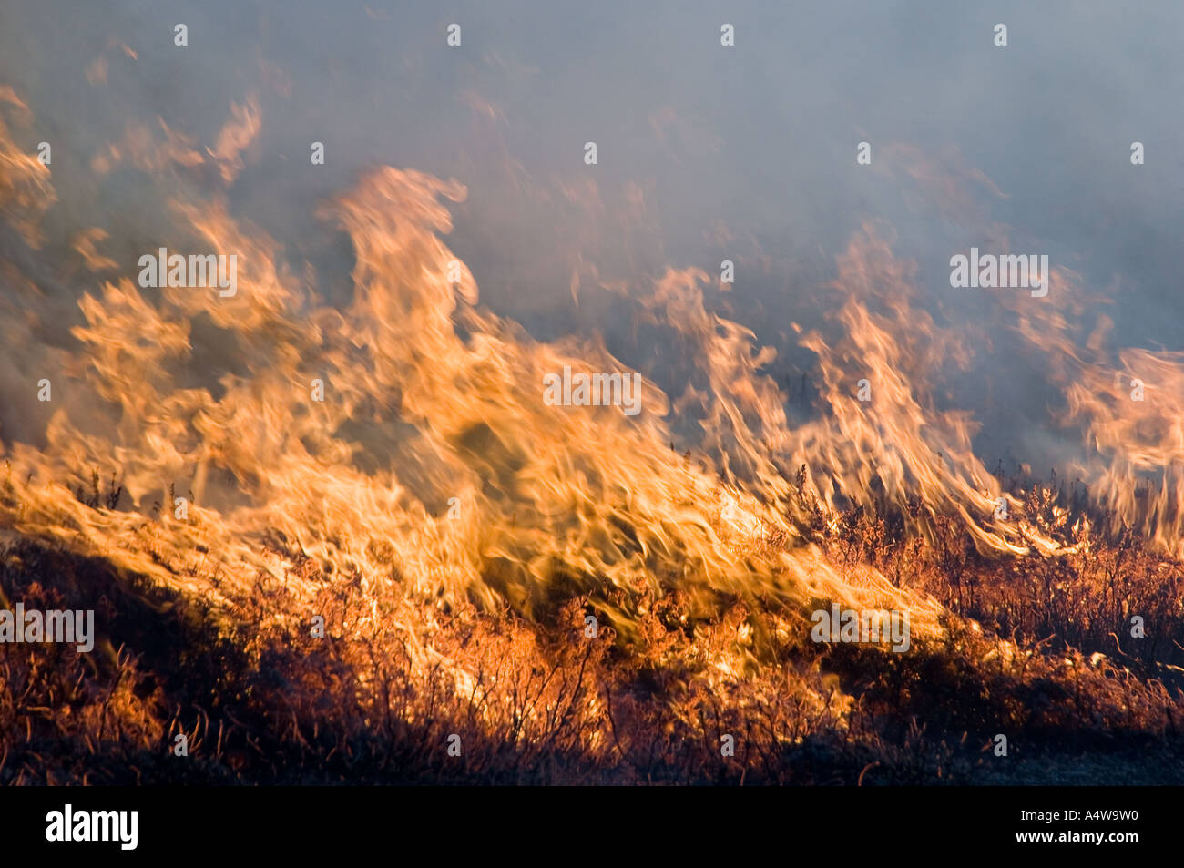 Deer stalker and fire hi-res stock photography and images - Alamy