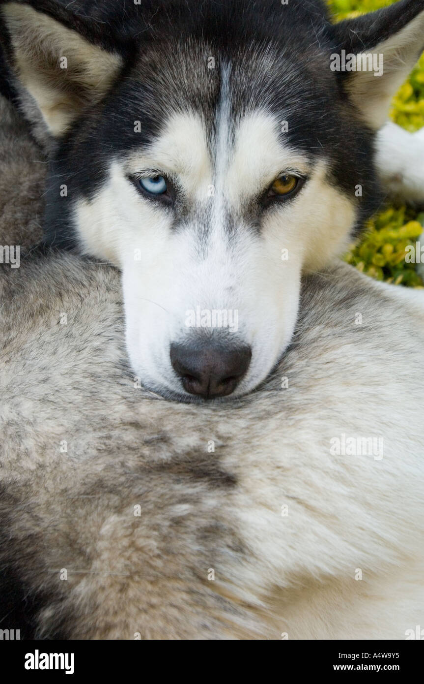 Bi eyed siberian husky hi-res stock photography and images - Alamy
