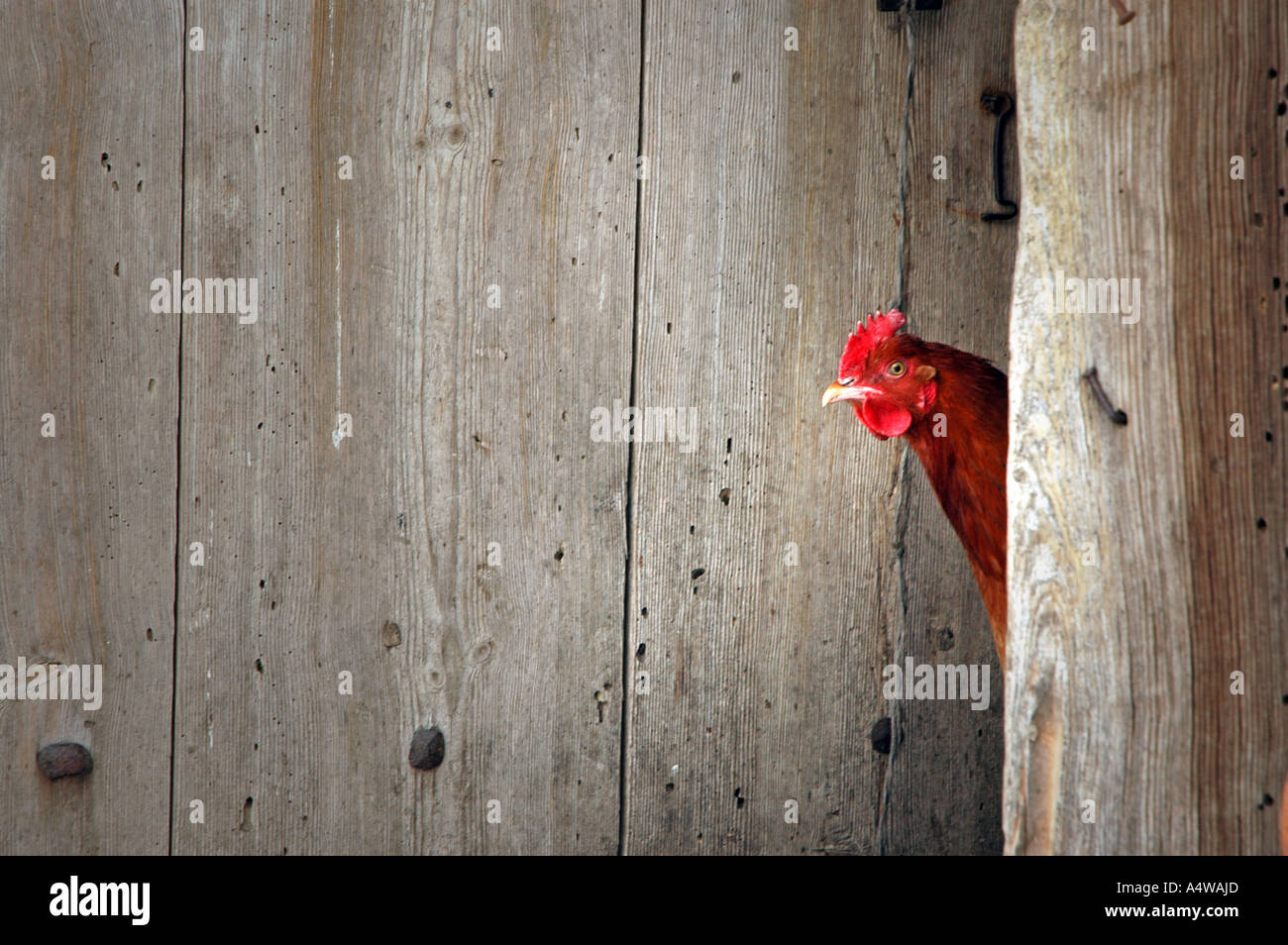 Hen cote hi-res stock photography and images - Alamy