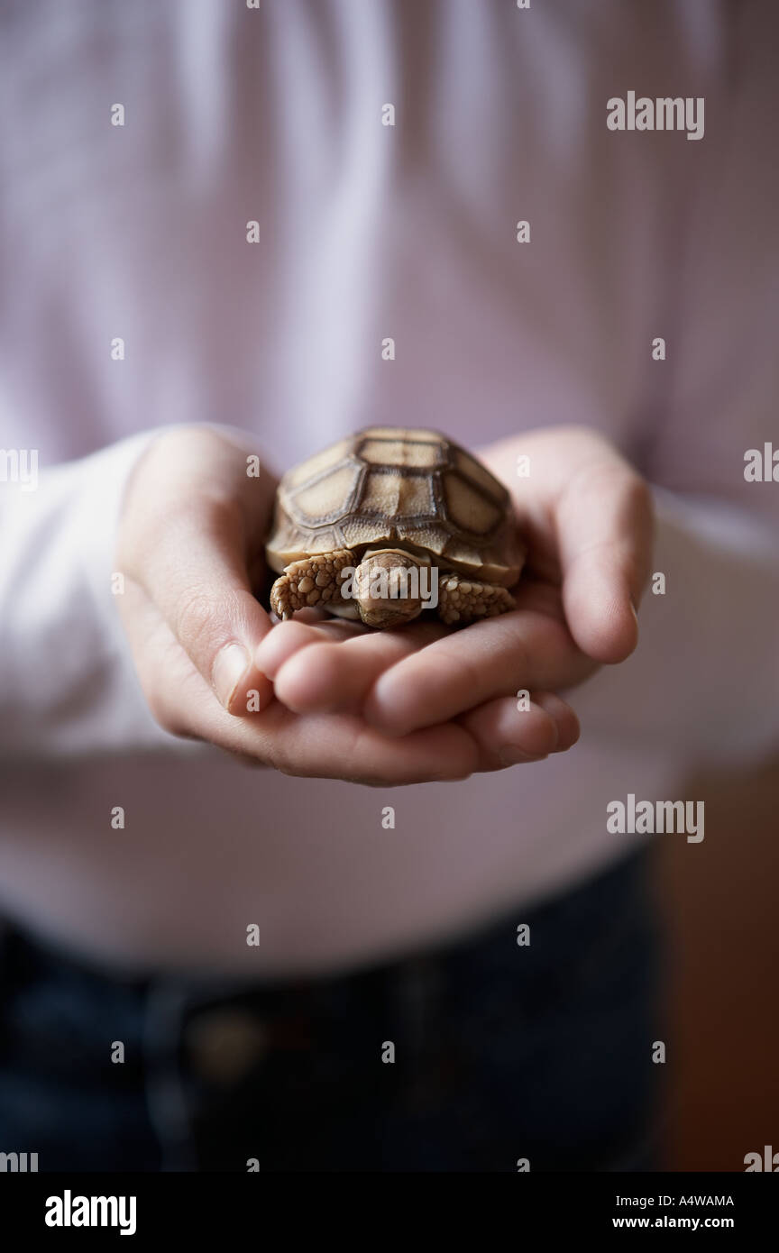 Hands holding turtle Stock Photo - Alamy