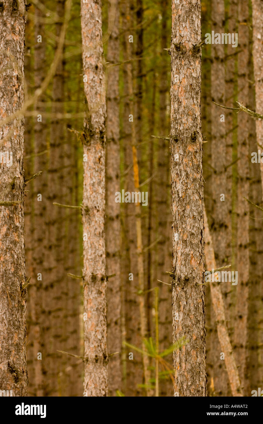 Red pine plantation outside Cotton MN Stock Photo - Alamy