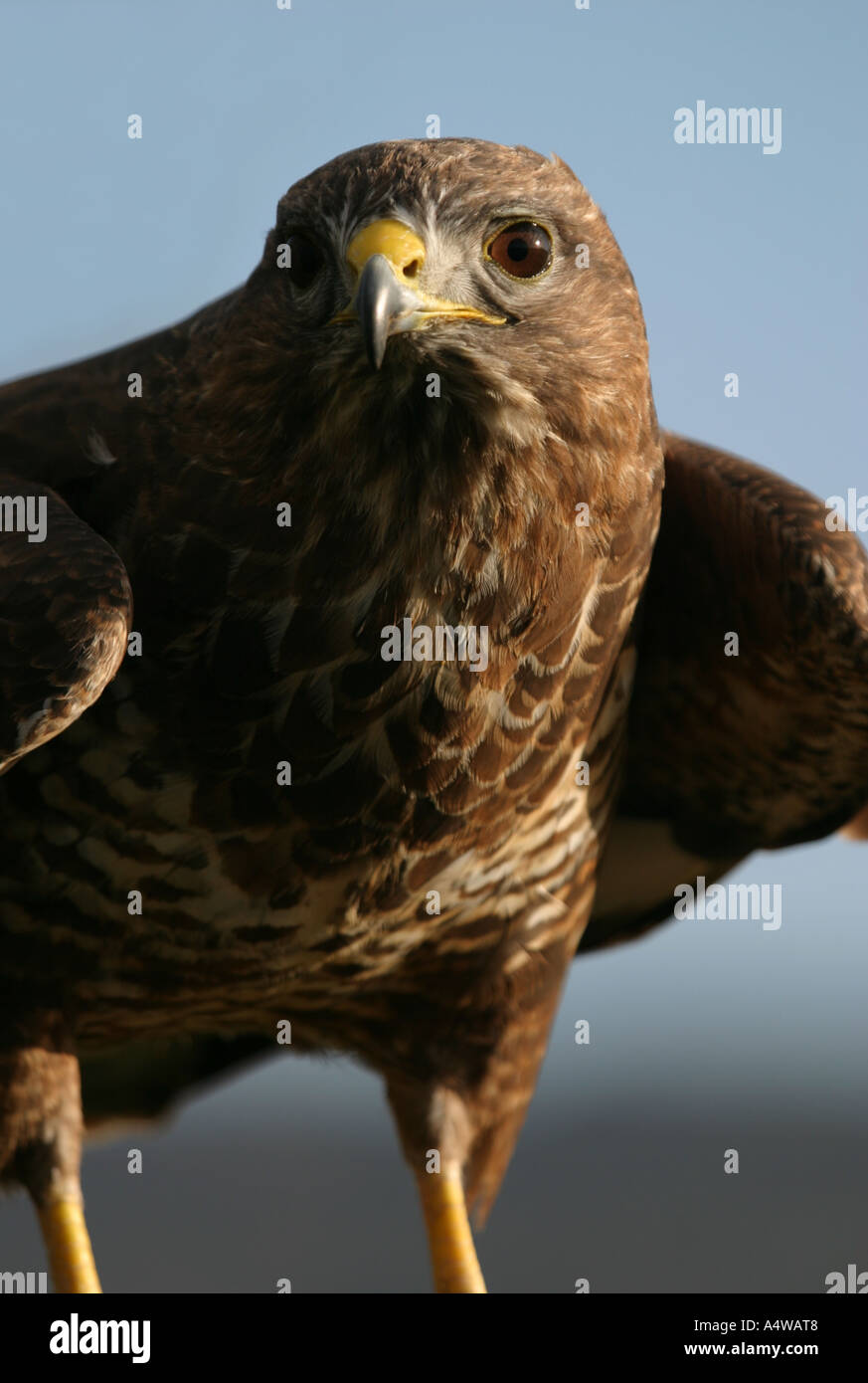 Common Buzzard(buteo Buteo Stock Photo - Alamy