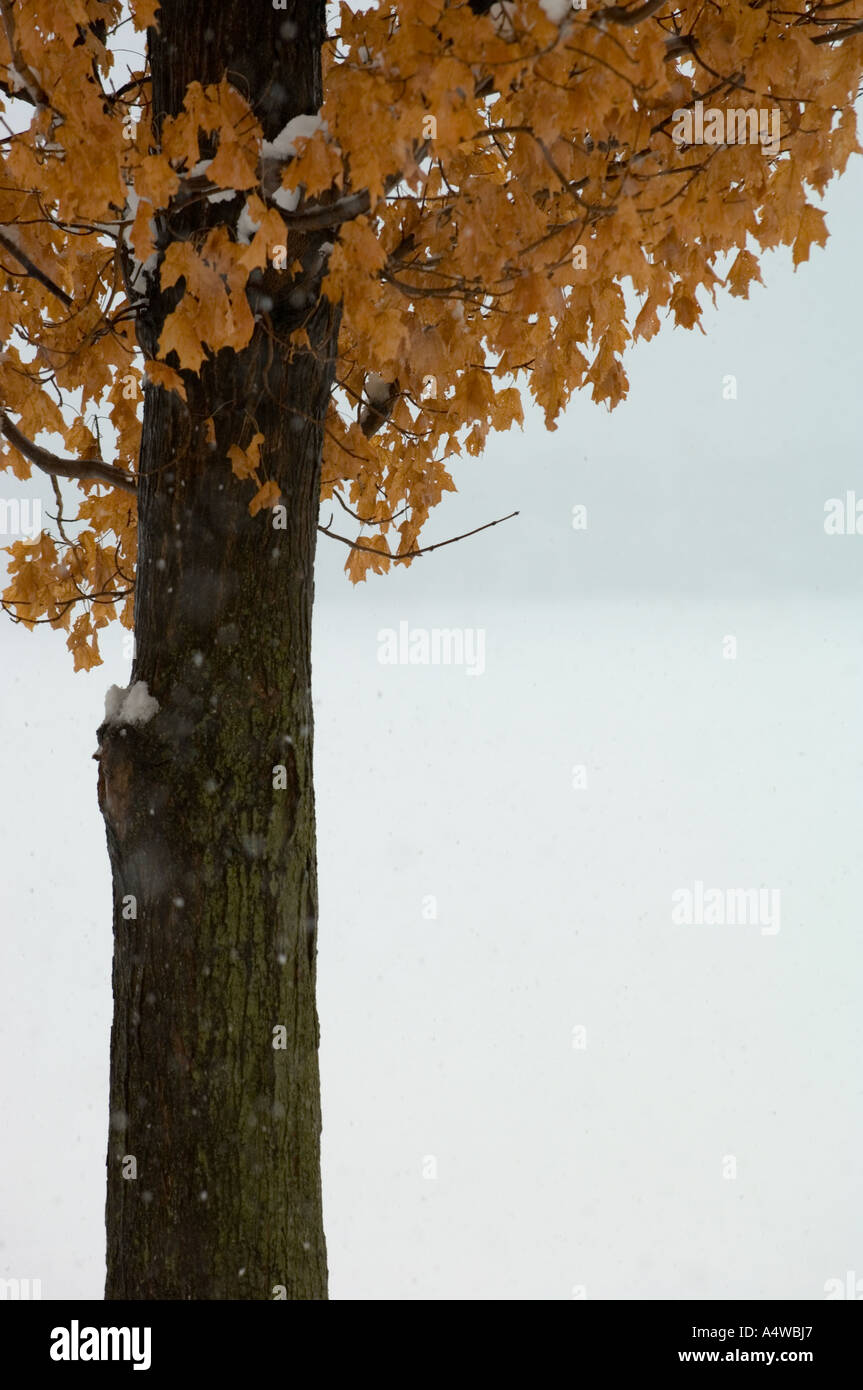 Winter Oak Tree Stock Photo - Alamy