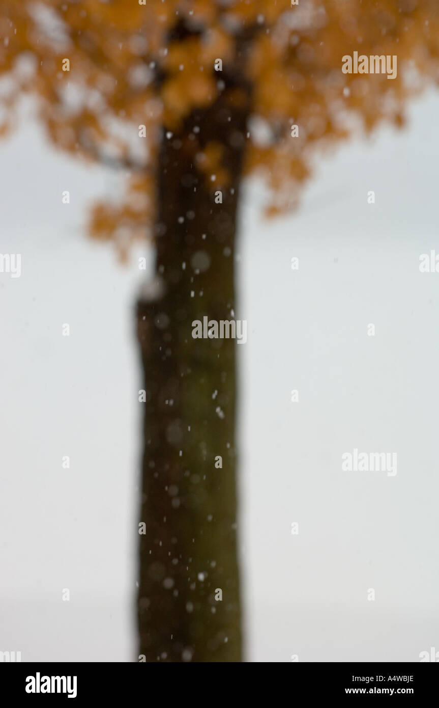 Winter Oak Tree Stock Photo - Alamy