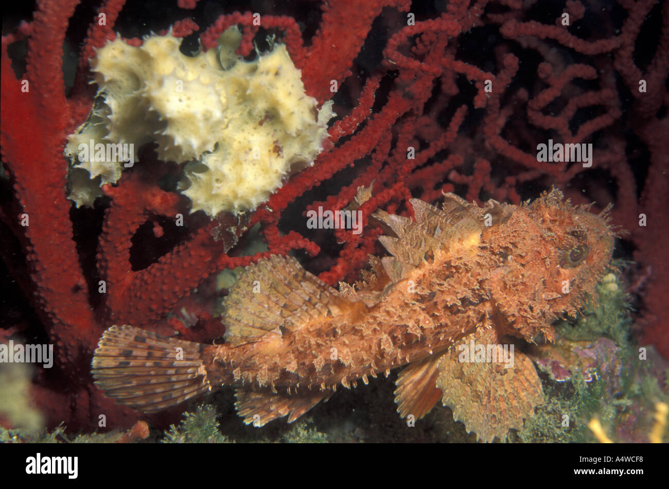 Scorpion fish italy hi-res stock photography and images - Alamy