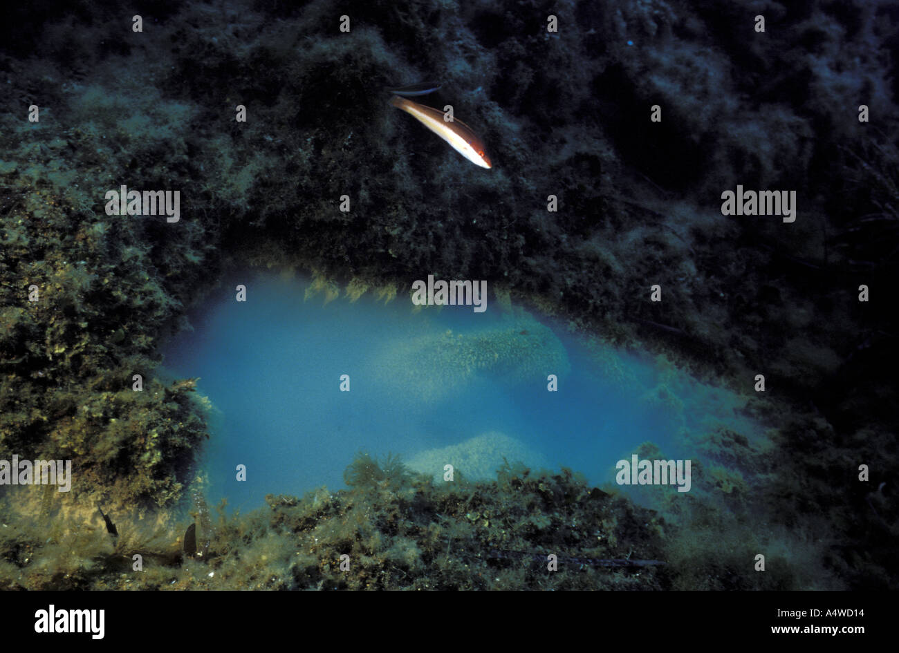 Underwater pond formed from sources with different density than marine ...