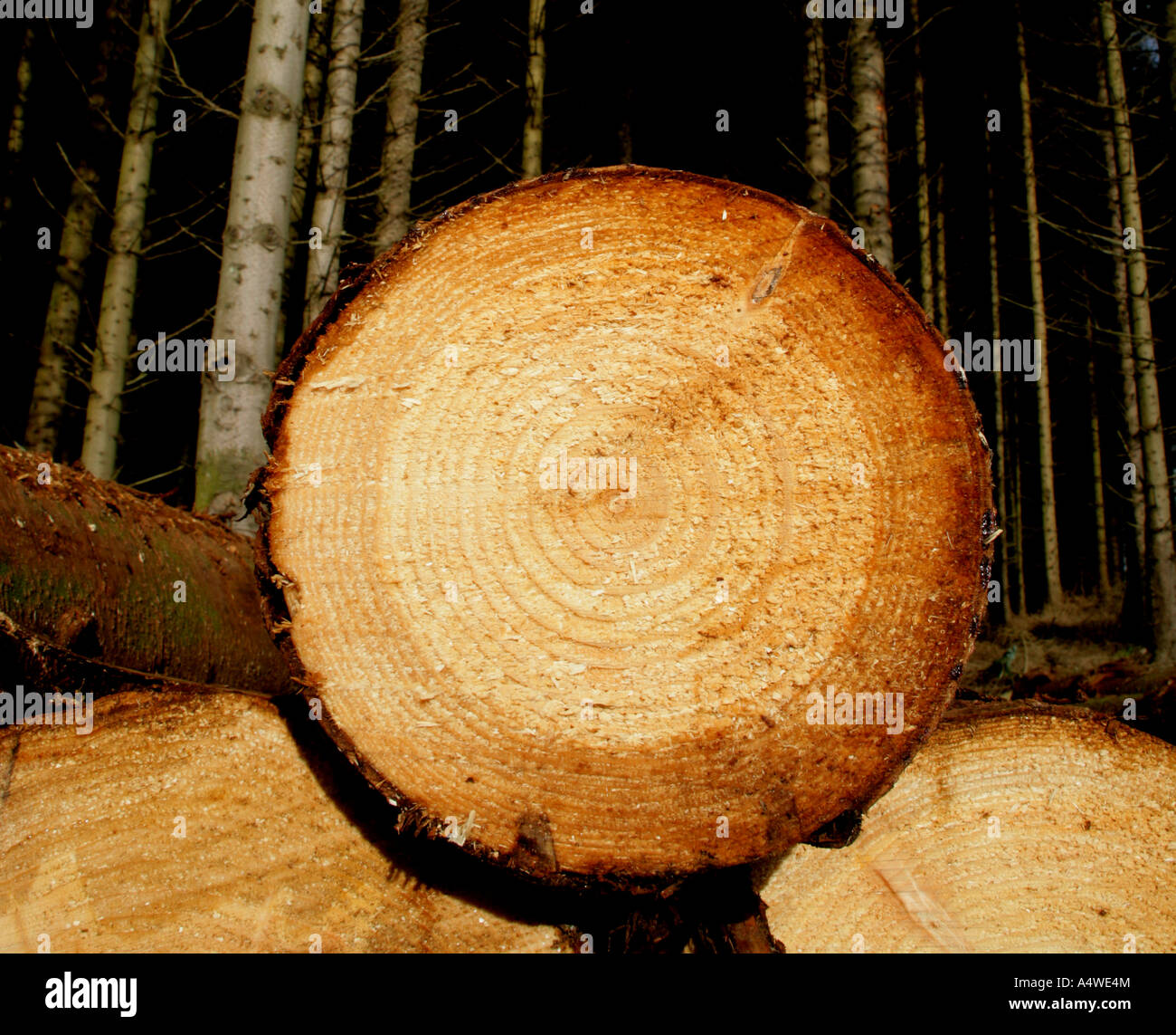Family forestry business scotland hi-res stock photography and images ...