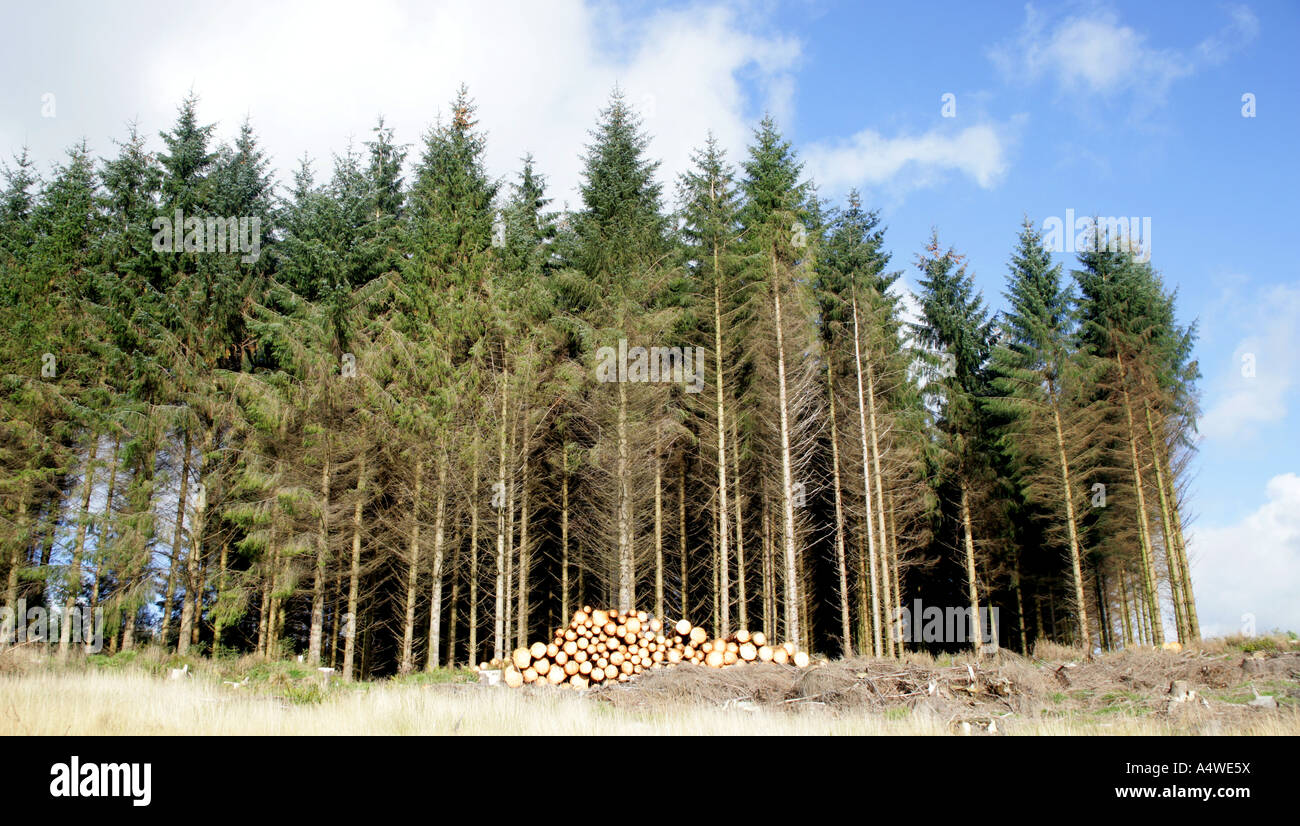 Family forestry business scotland hi-res stock photography and images ...