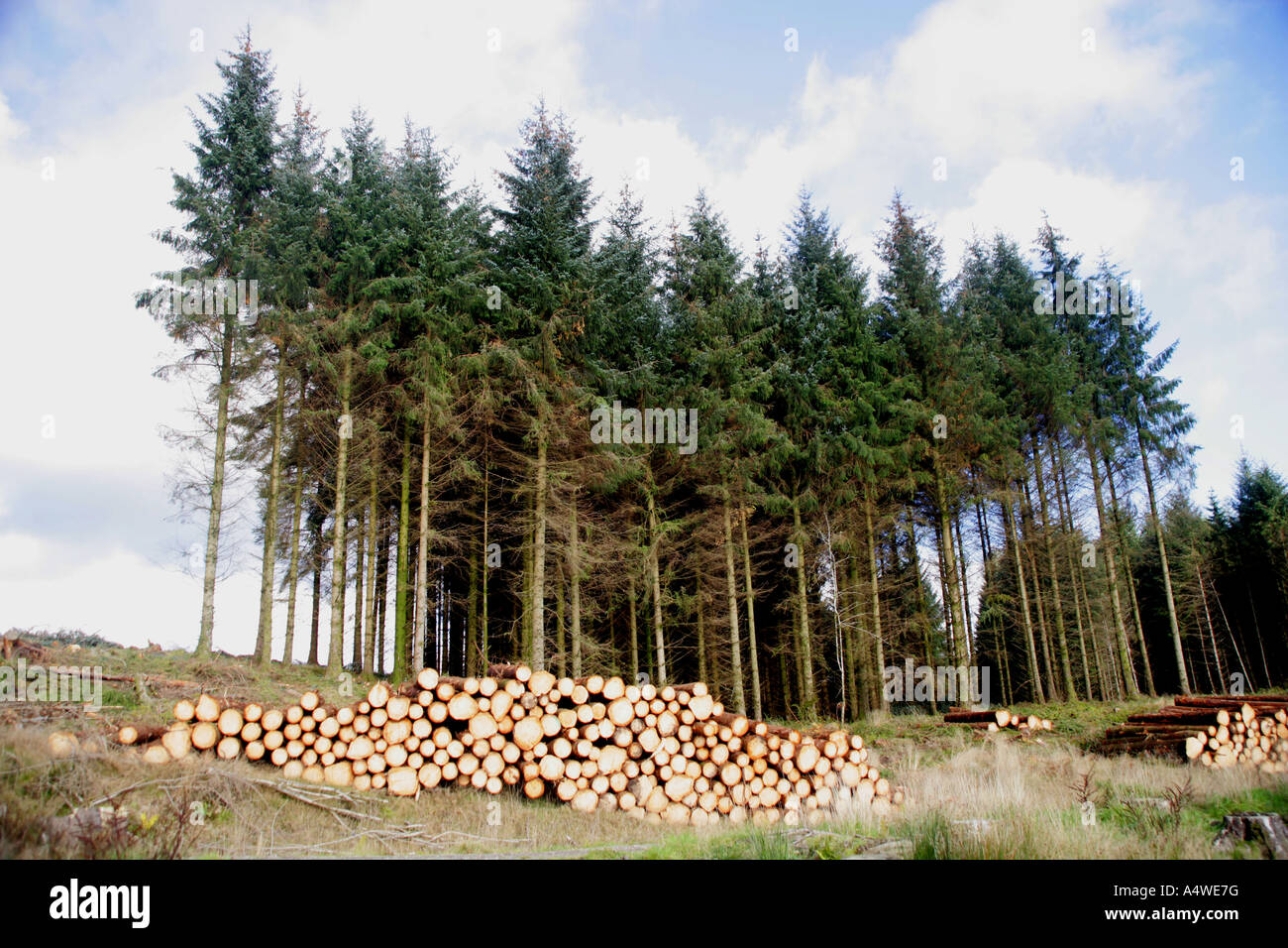 Scots pine hi-res stock photography and images - Alamy
