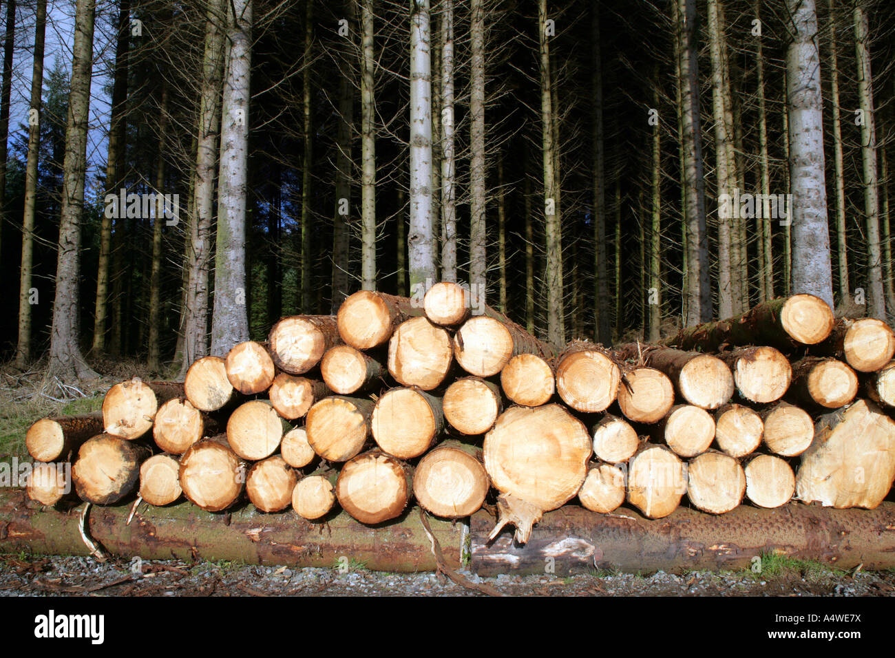 SCOTS PINE BEING FORESTED NEAR LAKE OF MONTEITH ON THE EDGE OF THE ...
