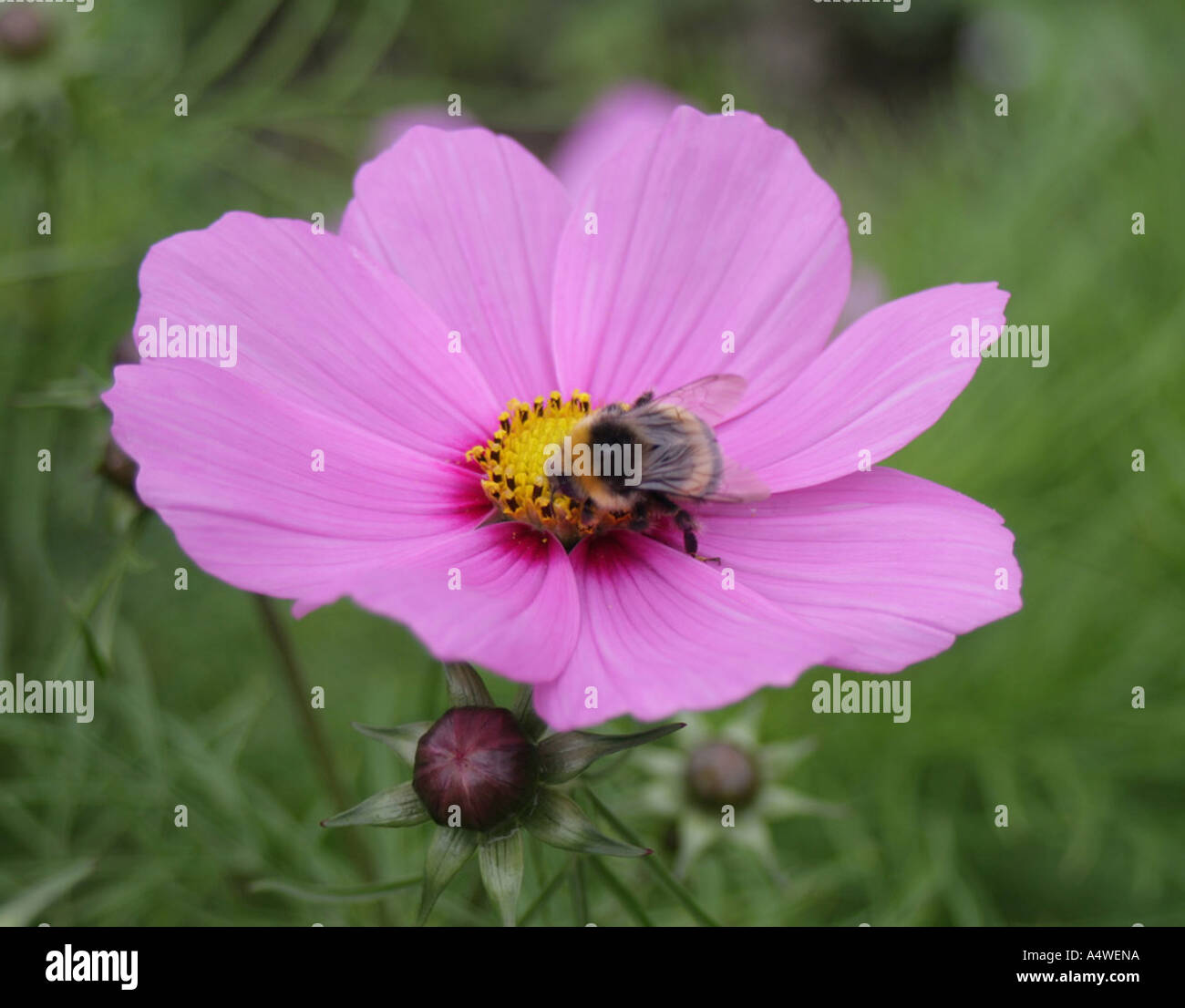 Bee on Cosmos, gardens of Glin Castle, County Limerick Stock Photo - Alamy